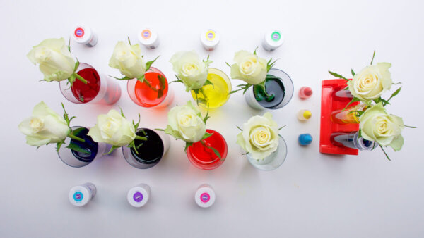 Flower Dyeing Activity - Super Simple