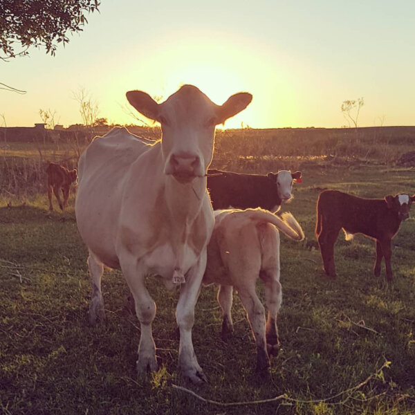 All About Cows - Super Simple