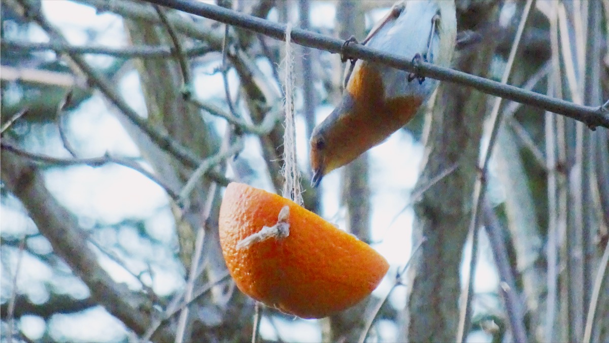 Spring Citrus Bird Feeder - Super Simple