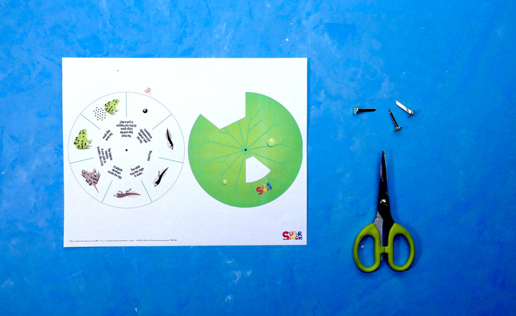 Lifecycle of a Frog - Super Simple