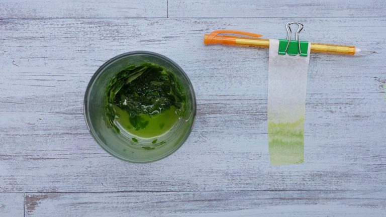 Why Do Leaves Change Color in Autumn? - Super Simple