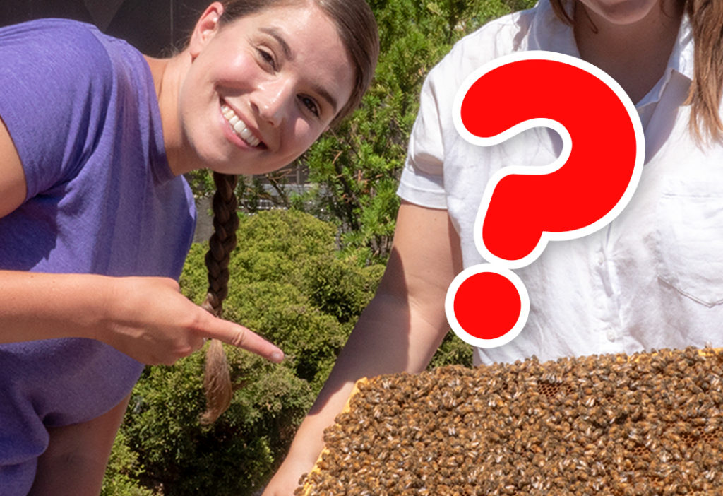 The Bees Go Buzzing - Super Simple Songs