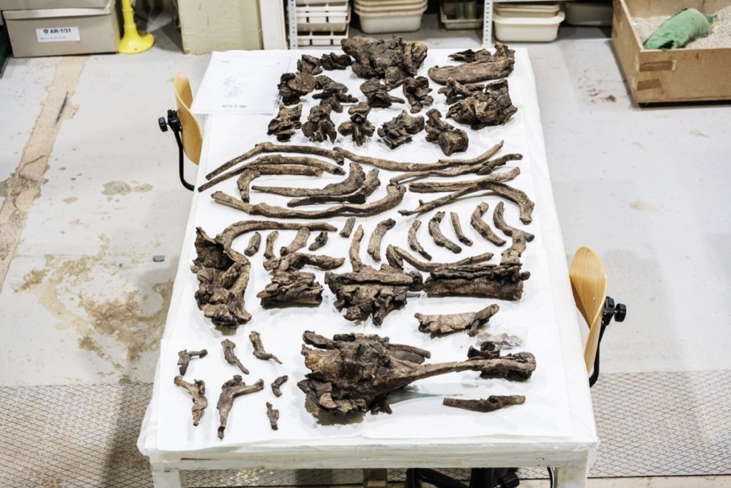 Dinosaurs Discoveries - Super Simple