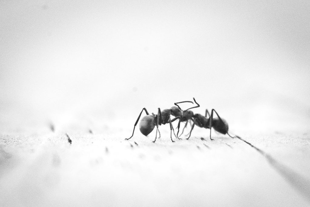 Ants: The Power of Cooperation - Super Simple